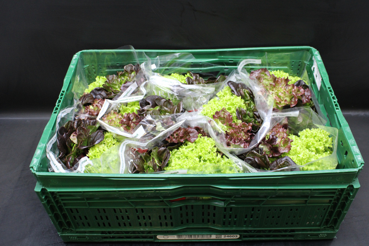 Sla - 3 soorten op kluit | Agf-online b.v.